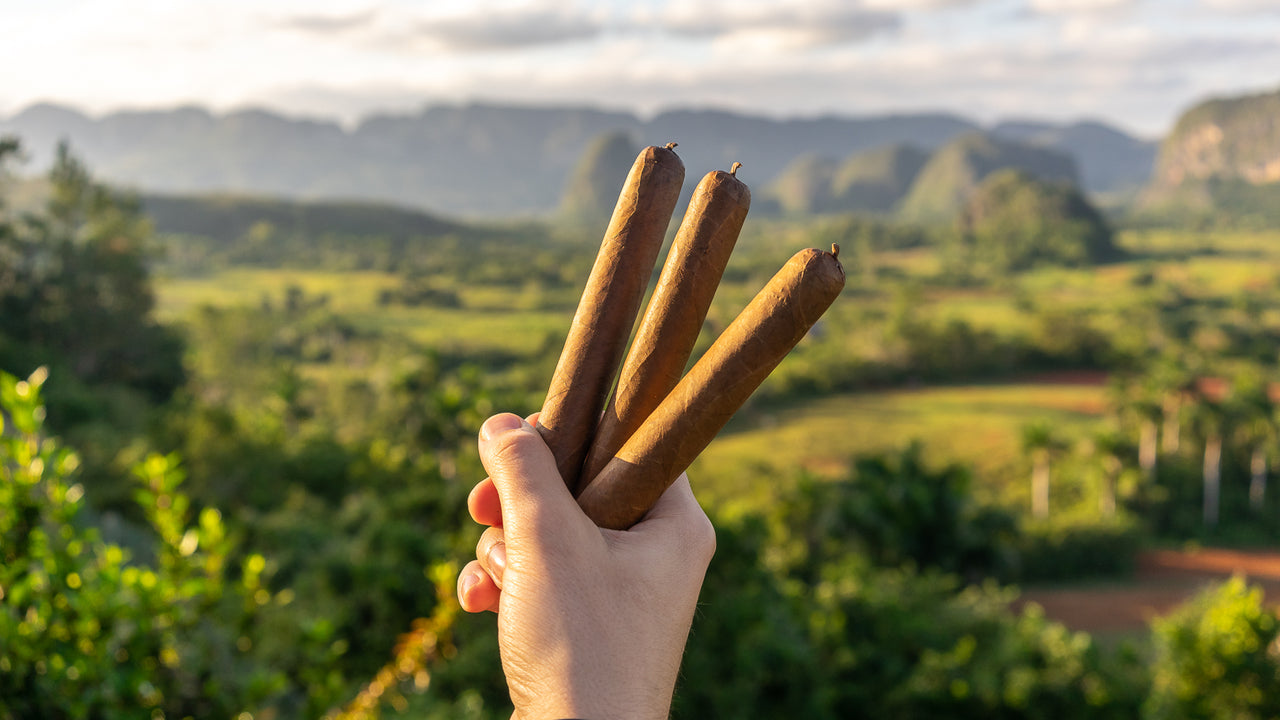 Cuban Cigars as Organic Products – EGM Cigars