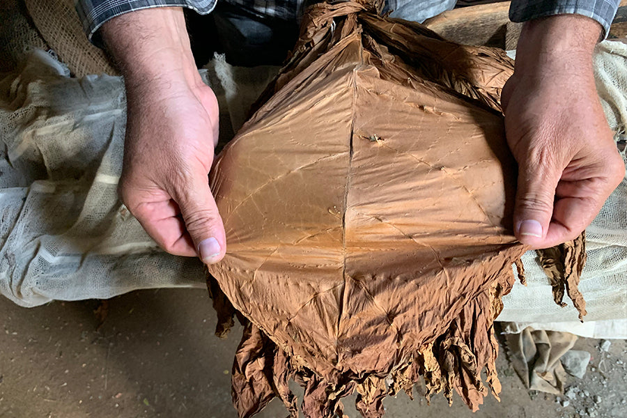 How to: Test the Flavour of Your Cigar Wrapper – EGM Cigars